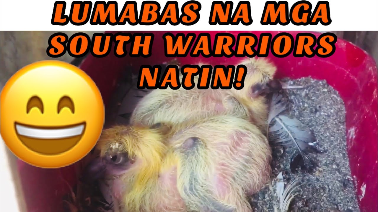 Butas na naman bulsa!!!LUMABAS NA MGA SOUTH WARRIORS NATIN! 😱😱👏👏👏😁😁😁 ...
