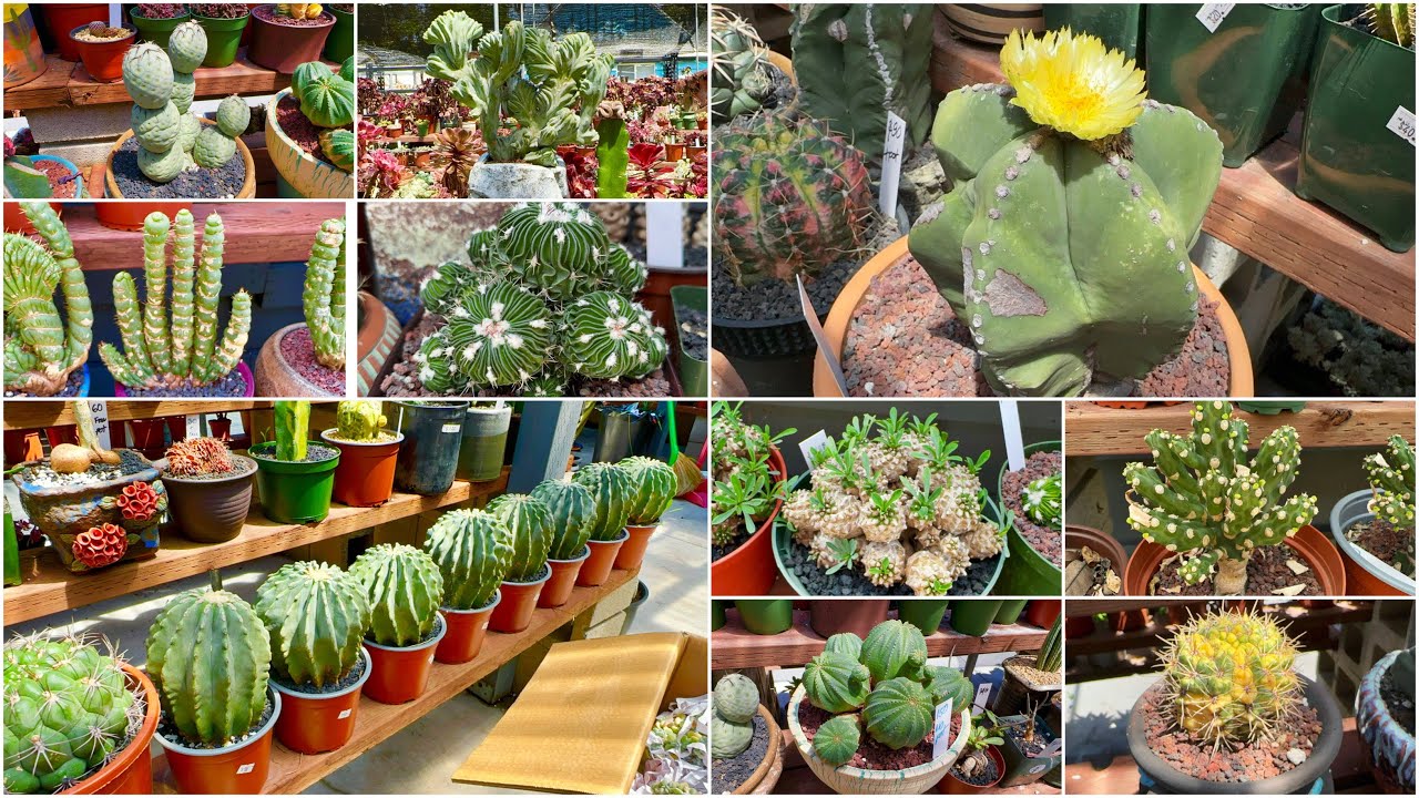 🇺🇸New Succulent Cactus 🌵Mới Về Rất Nhiều Cây Đẹp Ở Mimi Nursery Tiệm ...