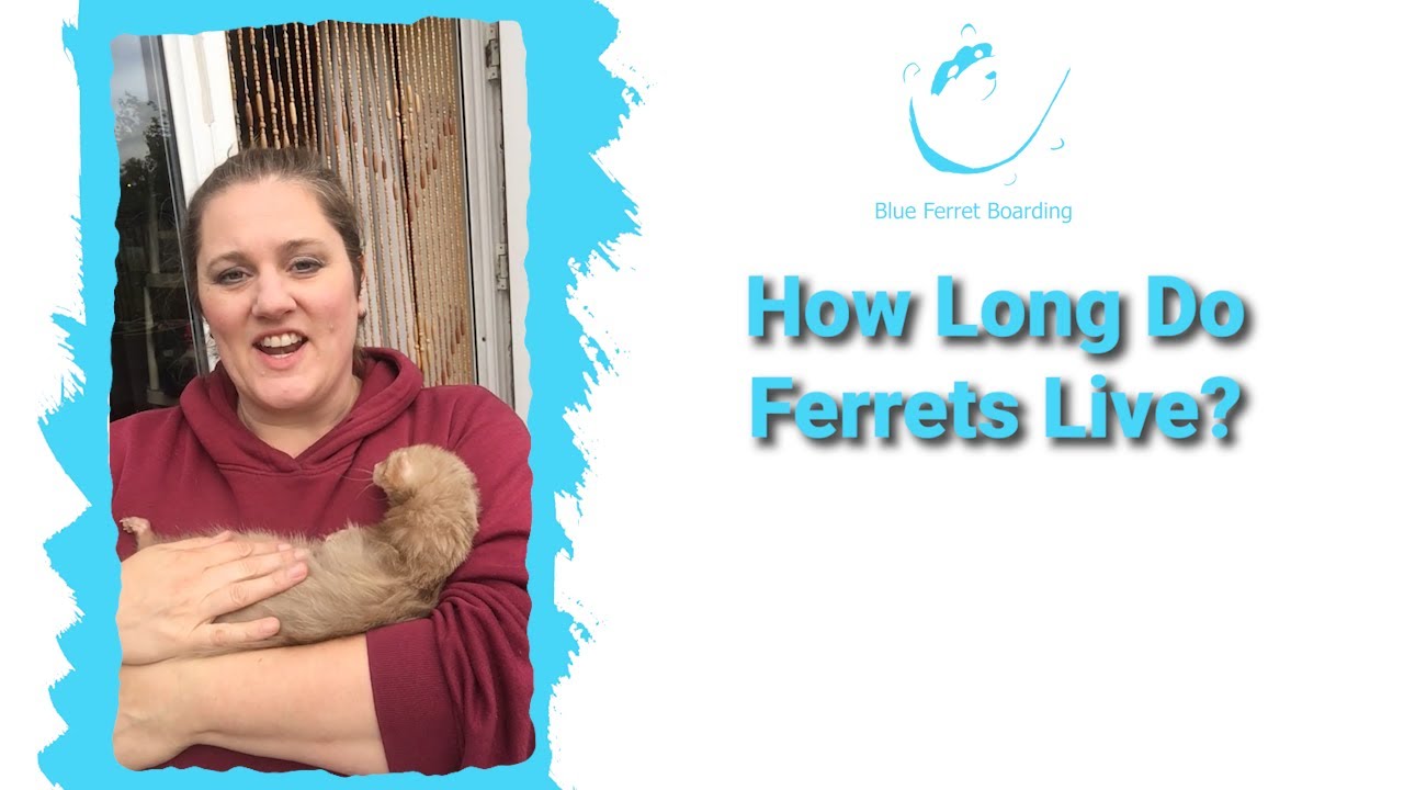 How Long Do Ferrets Live - YouTube