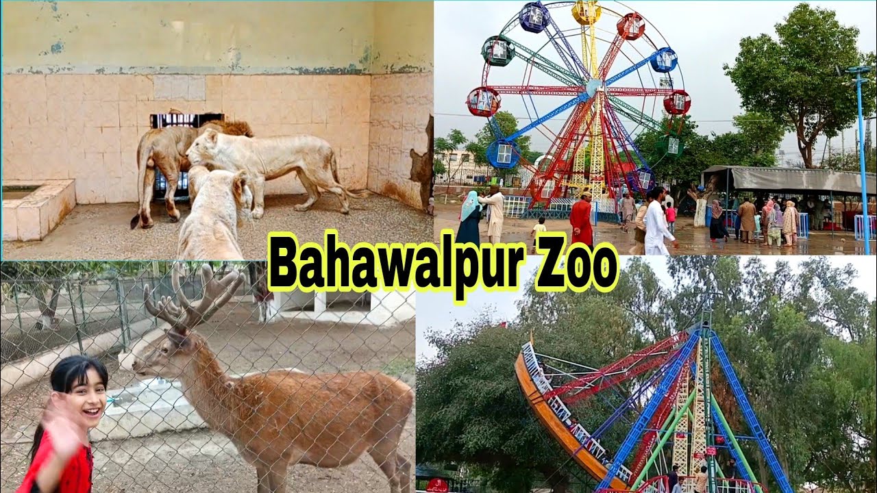 Bahawalpur Zoo || Bahawalpur ka zoo ||چیریا گھر| Bahawalpur Zoo lion ...