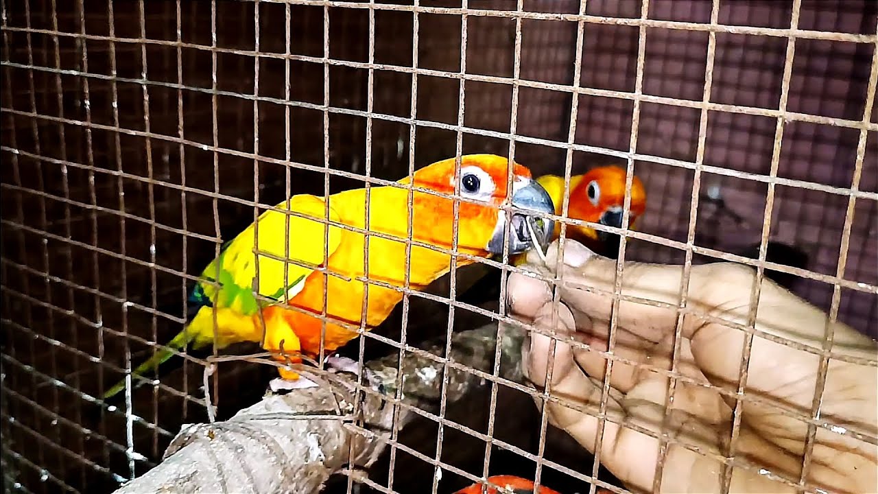 "Hand-Feeding Vibrant Sun Conures: hand feeding fun #birds | #parrot ...