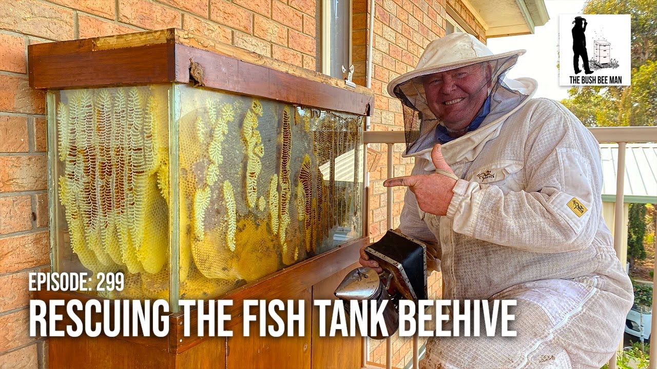 Saving The Fish Tank Beehive: Transferring To A Flow Hive | The Bush ...