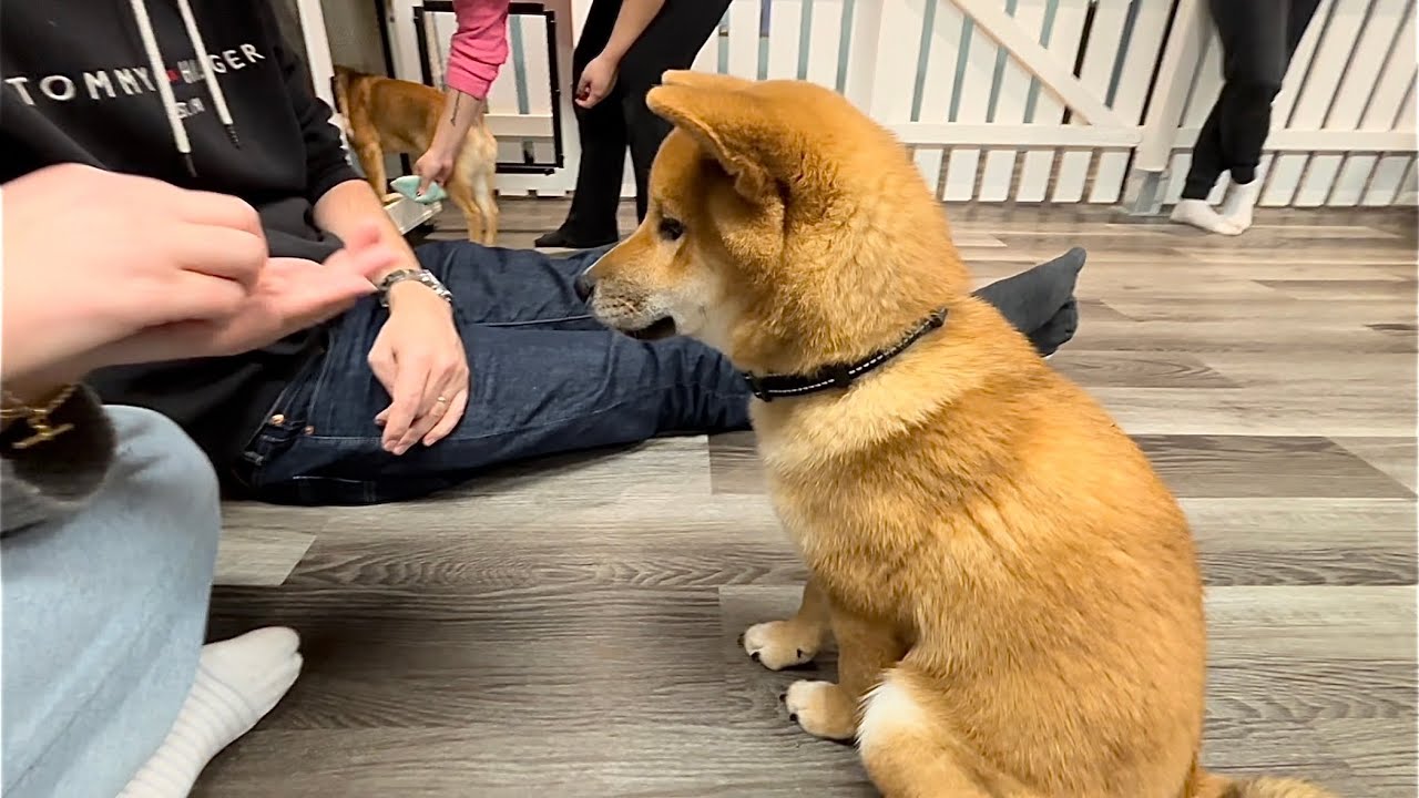 Visiting London’s first Shiba Inu Dog Cafe (Week 9, 2025) - YouTube