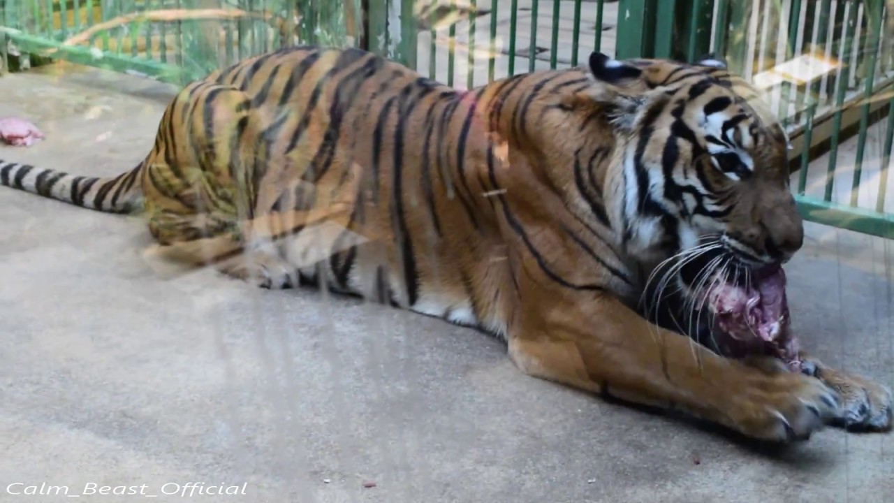 Praskie ZOO. / Prague ZOO. - YouTube