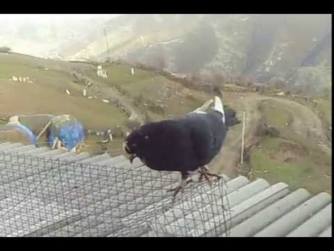 Daşkəsən göyərçinləri #1