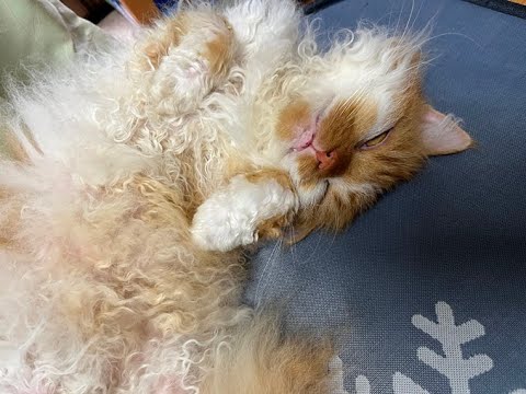 78th Cat's Daily Life Rare Cats La Palma siblings Koo & Kai／78回珍しい猫種ラ ...