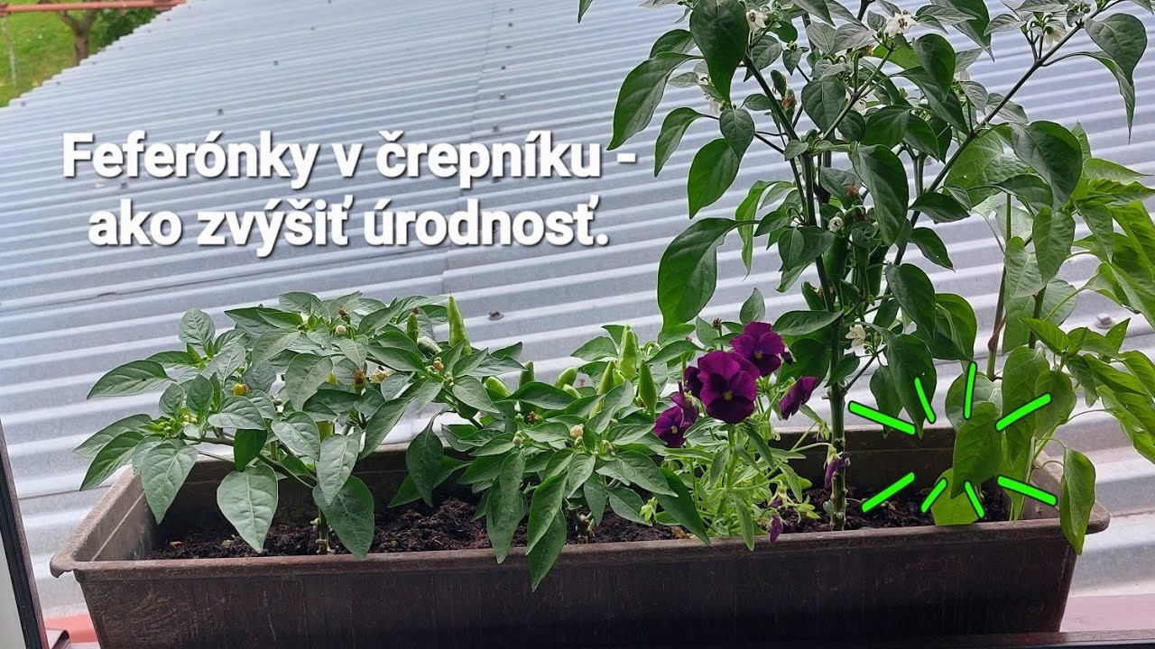 Feferónky v črepníku - pestovanie. 9. augusta 2023. - YouTube