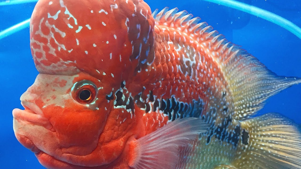 flowerhorn fish setup and updates short body srd flowerhorn fish - YouTube