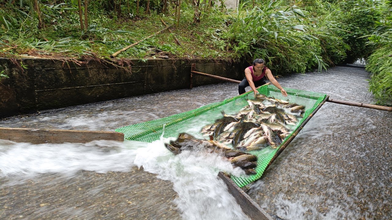 Primitive Methods to Capture Large Eel Fish. Catch MASSIVE Eel Fish ...