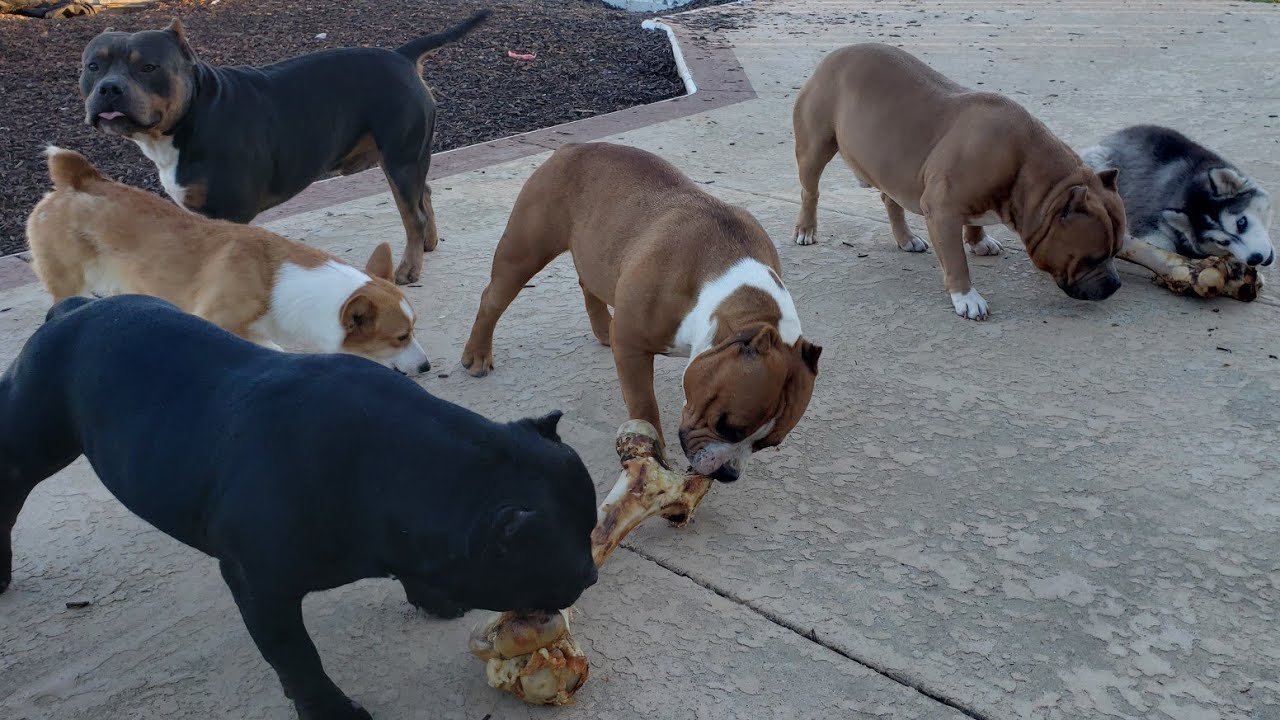 BONES & Bullies: American Bully verses MAMMOTH BONES - YouTube