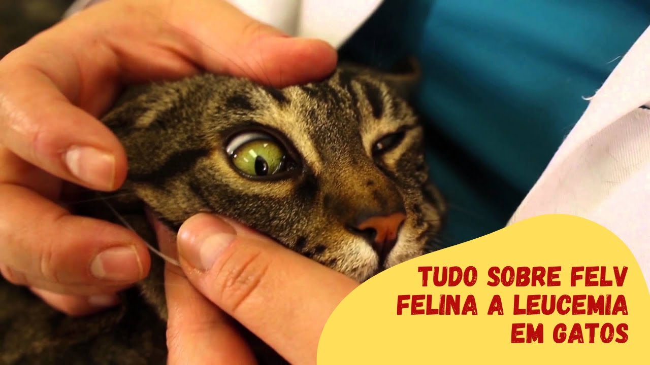 Tudo Sobre Felv Felina a Leucemia em Gatos - YouTube