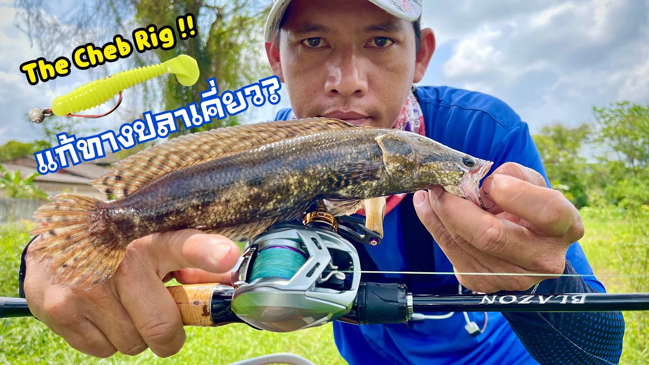 The Cheb Rig‼️ วิชาแก้ปลาช่อนกัดเหยื่อยาก👍 : Daiwa Blazon 6-14lb ...
