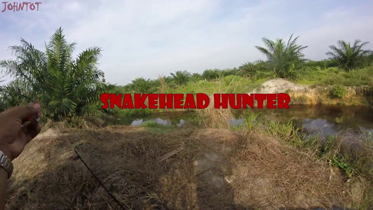 Snakehead Hunter, 5mnt 3strike!!! - YouTube