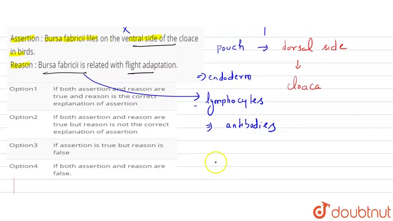 Assertion : Bursa fabricii liles on the ventral side of the cloace in ...
