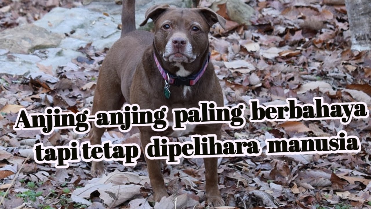 ANJING BERBAHAYA DI DUNIA DAN JENIS ANJING BERBAHAYA DI DUNIA - YouTube