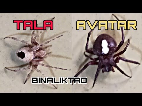 AVATAR vs TALA Spider Fights - YouTube