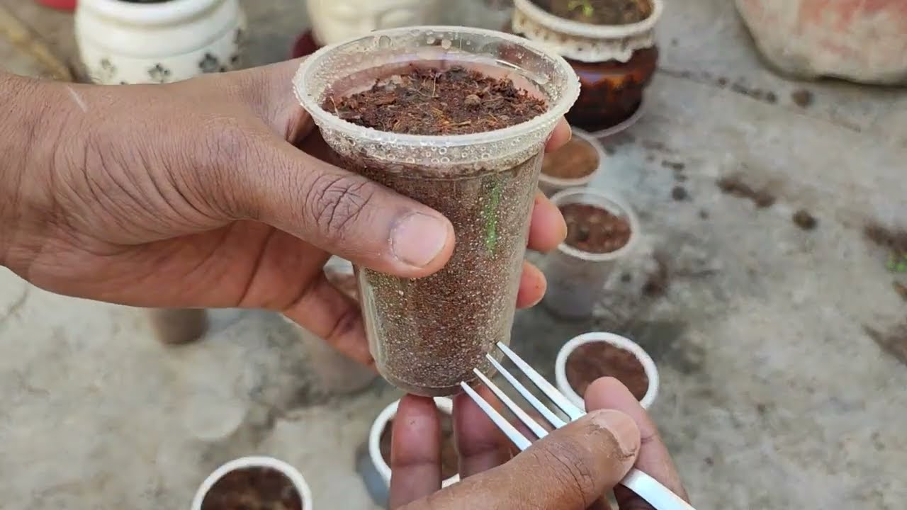Kakdi / Tarr & Tinde vegetables #vegitables #plants #homegarden # ...