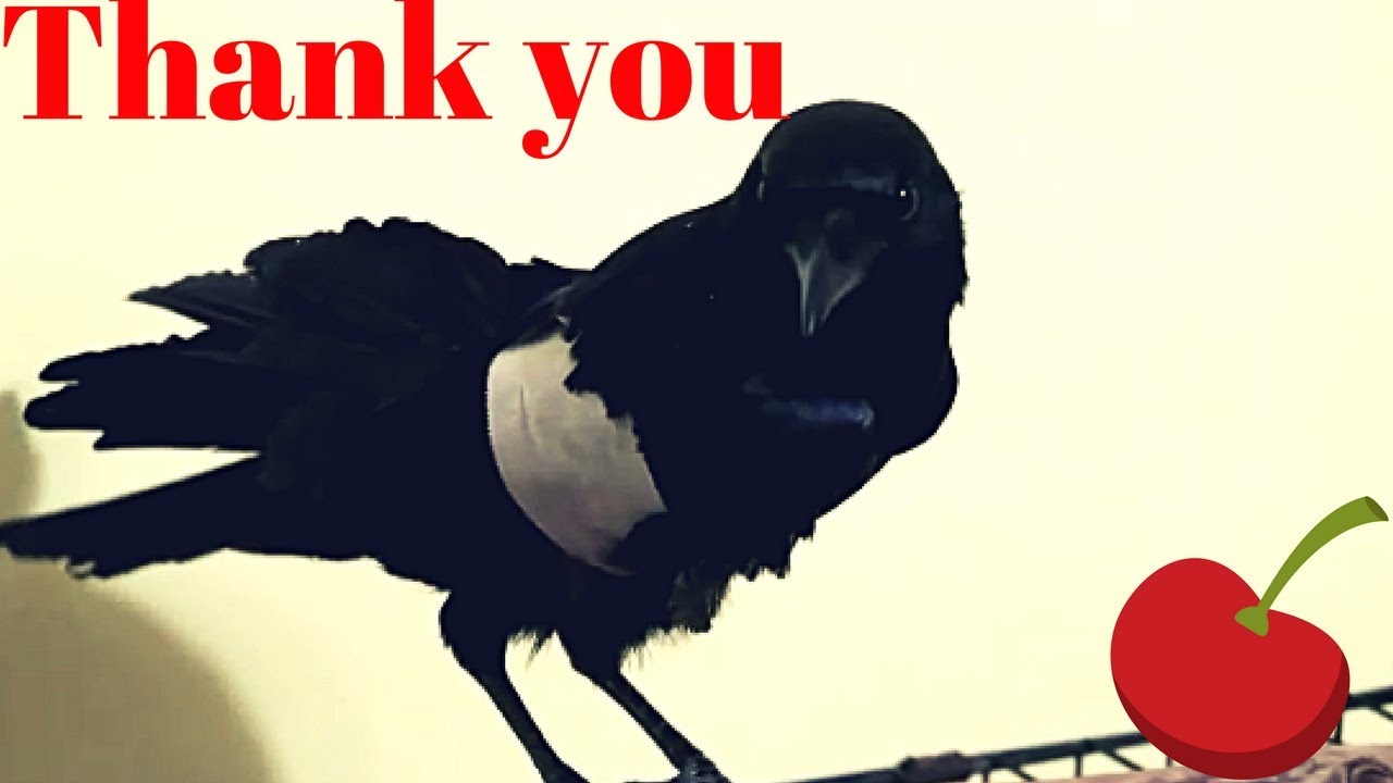 Pet Crow says THANK YOU - YouTube