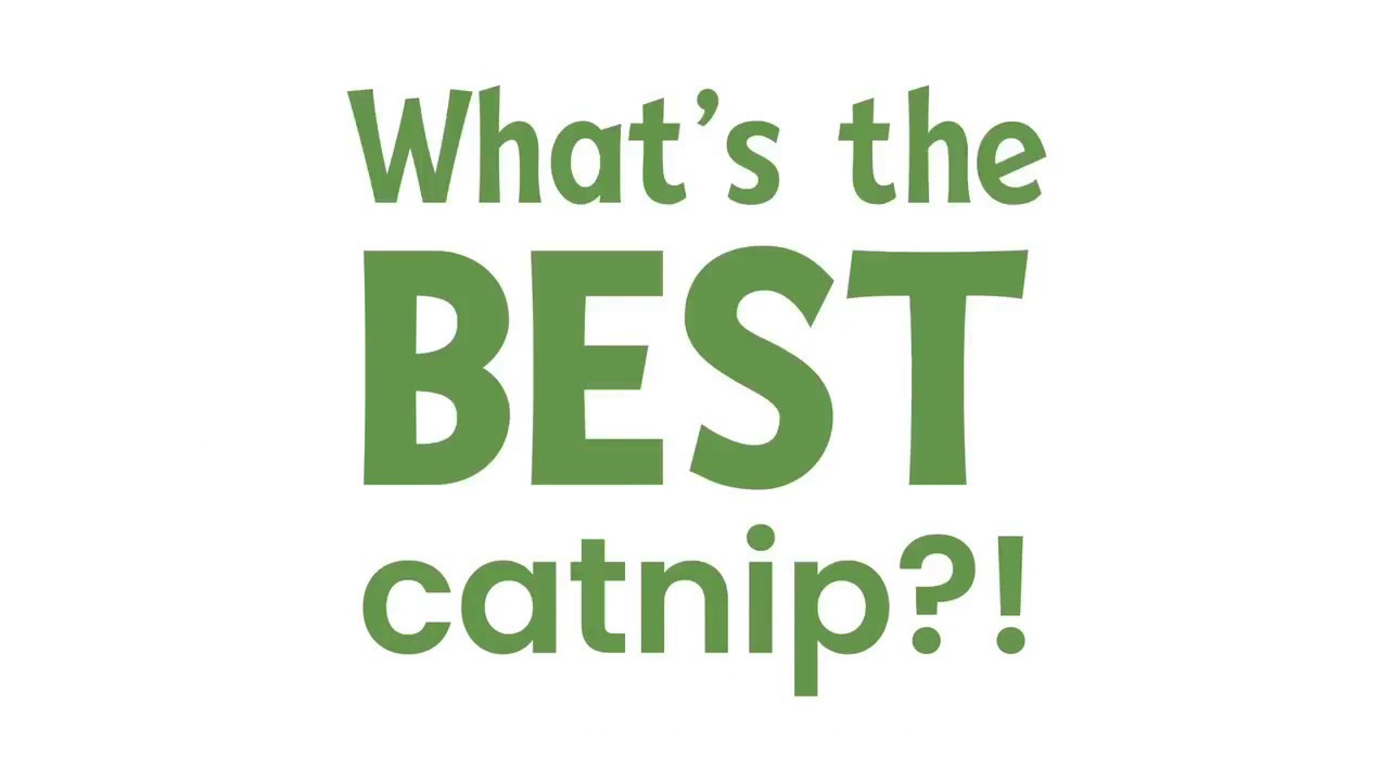 What is Catnip? - YouTube
