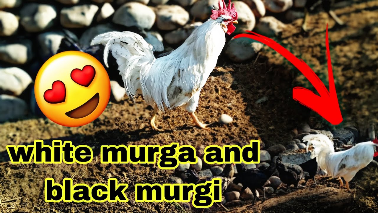 White murga and black murgi morning time feeding #bird #chicken - YouTube