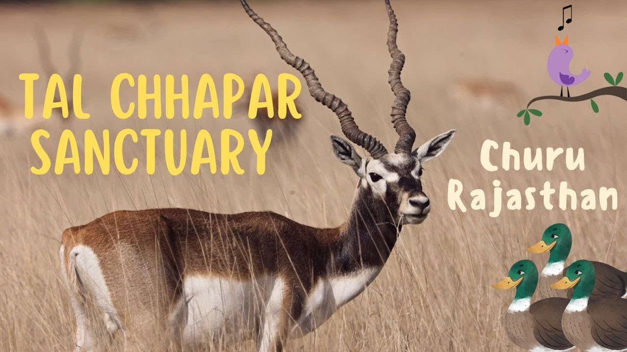 Tal Chhapar Sanctuary - A Unique Place in Churu Rajasthan - YouTube