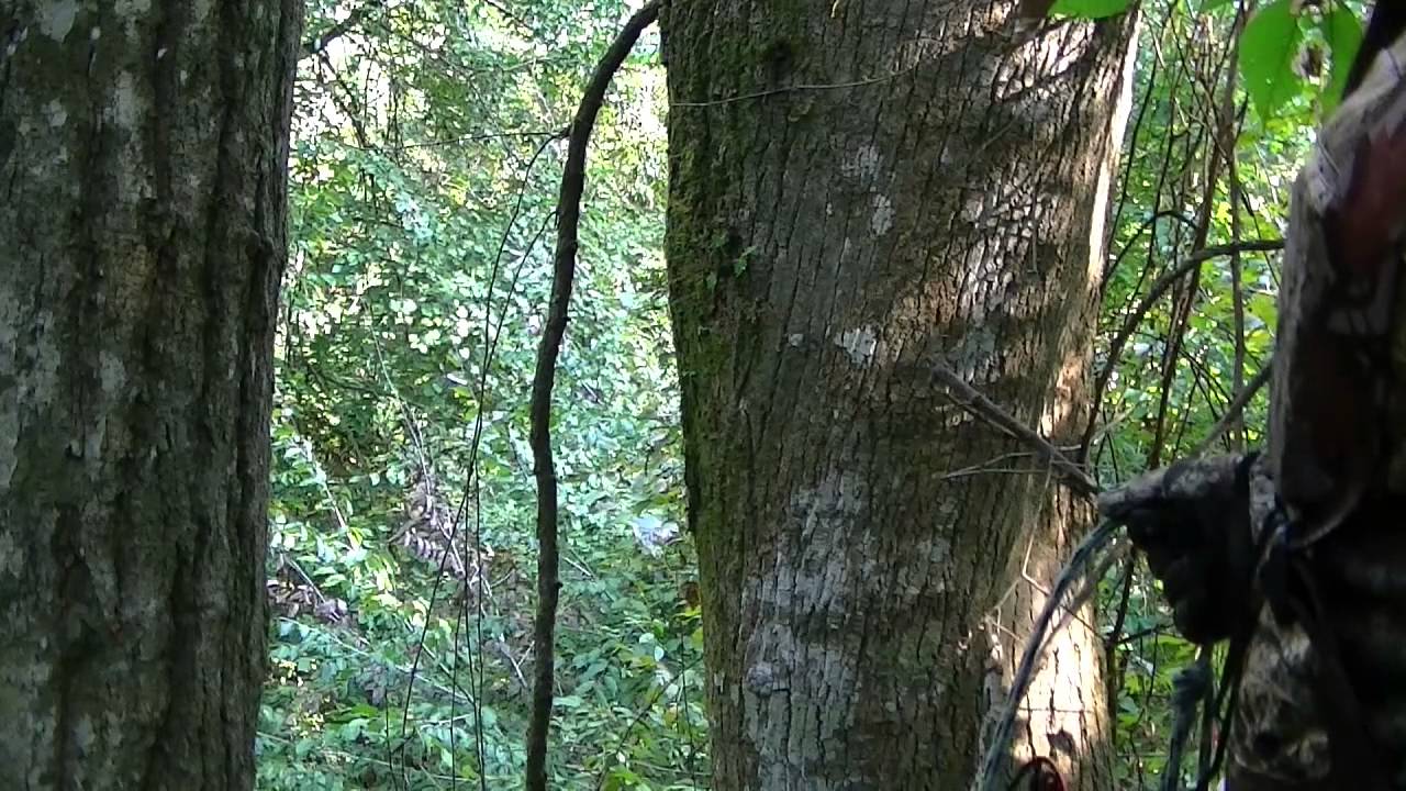 "Bya-boy hog hunt 10-19-13" - YouTube