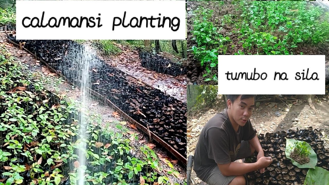 EP. 12 PLANTING CALAMANSI / SEEDLINGS🌱🌱 - YouTube
