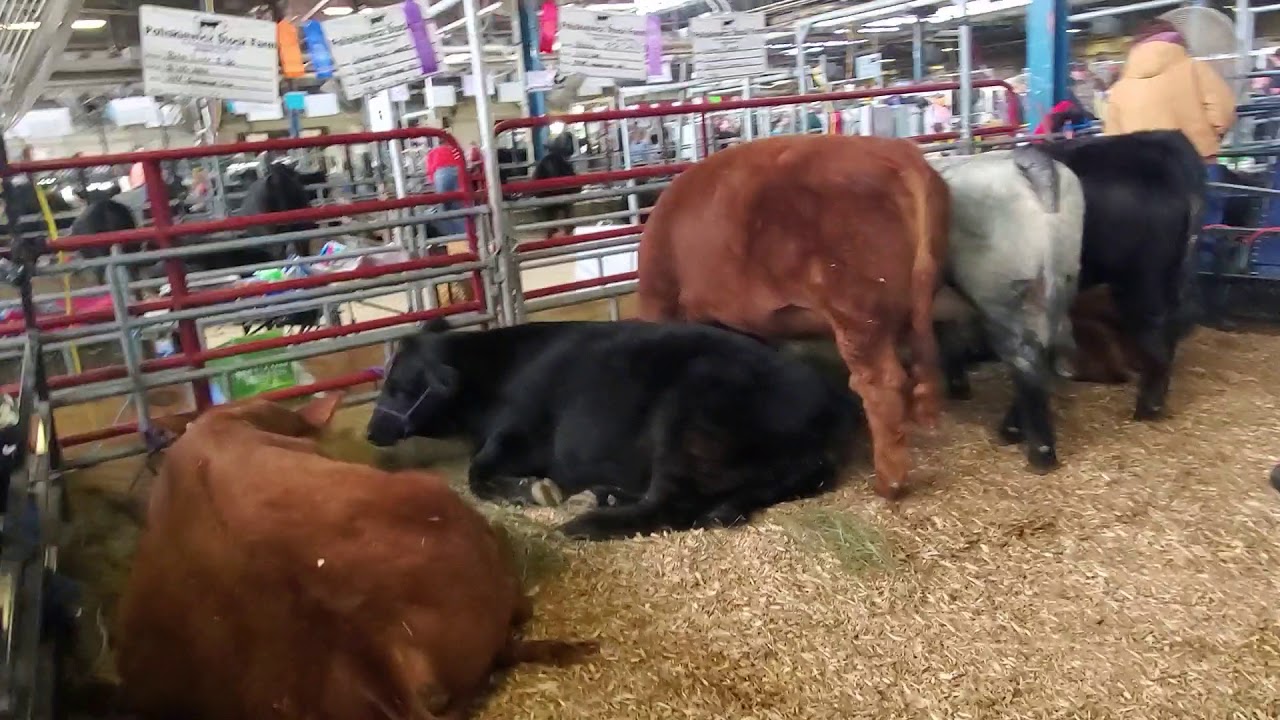 Pennsylvania State Farm Show 2020 - Beef Cattle Highlights - YouTube
