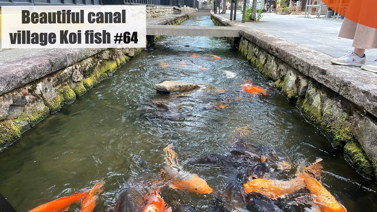 Beautiful village canal koi fish.(Hida Furukawa, Japan) - YouTube