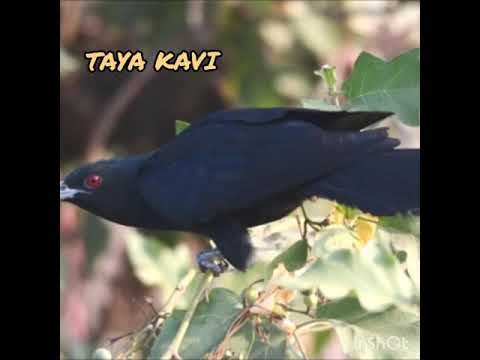 Kuyil song 🐦 - YouTube