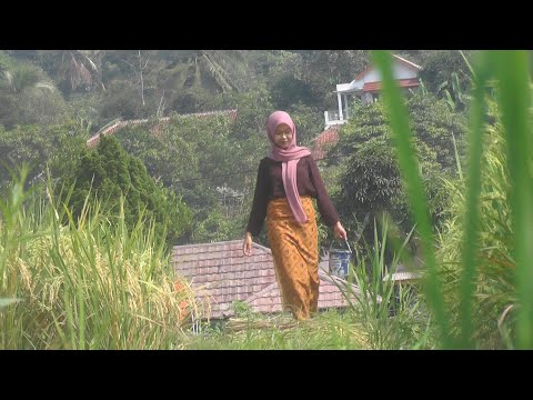 gadis desa cantik  menangkap ikan di sawah