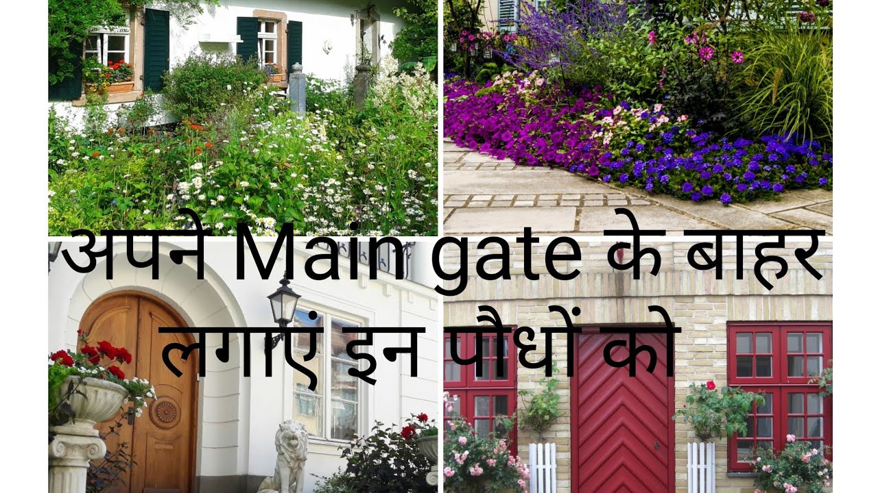 Main gate Evergreen plants // Best house plants - YouTube