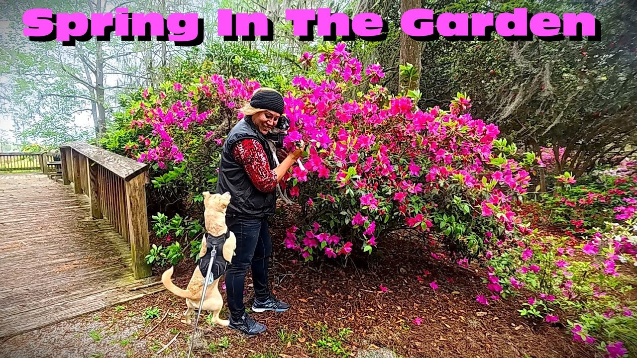 GARDEN TOUR - So Many Beautiful Azaleas Everywhere! Edisto Memorial ...