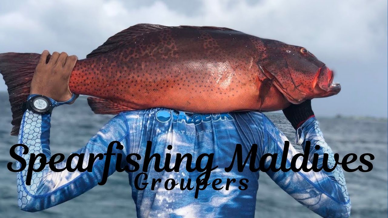 Grouper Fishing. Spearfishing - YouTube