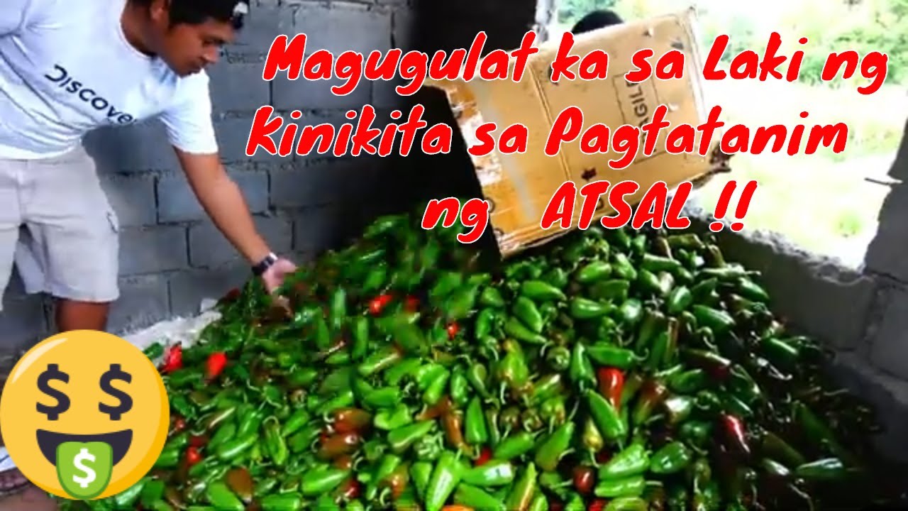 ATSAL FARMING - Paano Kumikita ng Malaki sa Pagtanim ng Atsal - YouTube