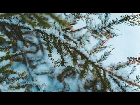 3D Carol of the bells | Christmas WhatsApp status | Happy Christmas | Christmas Status Video