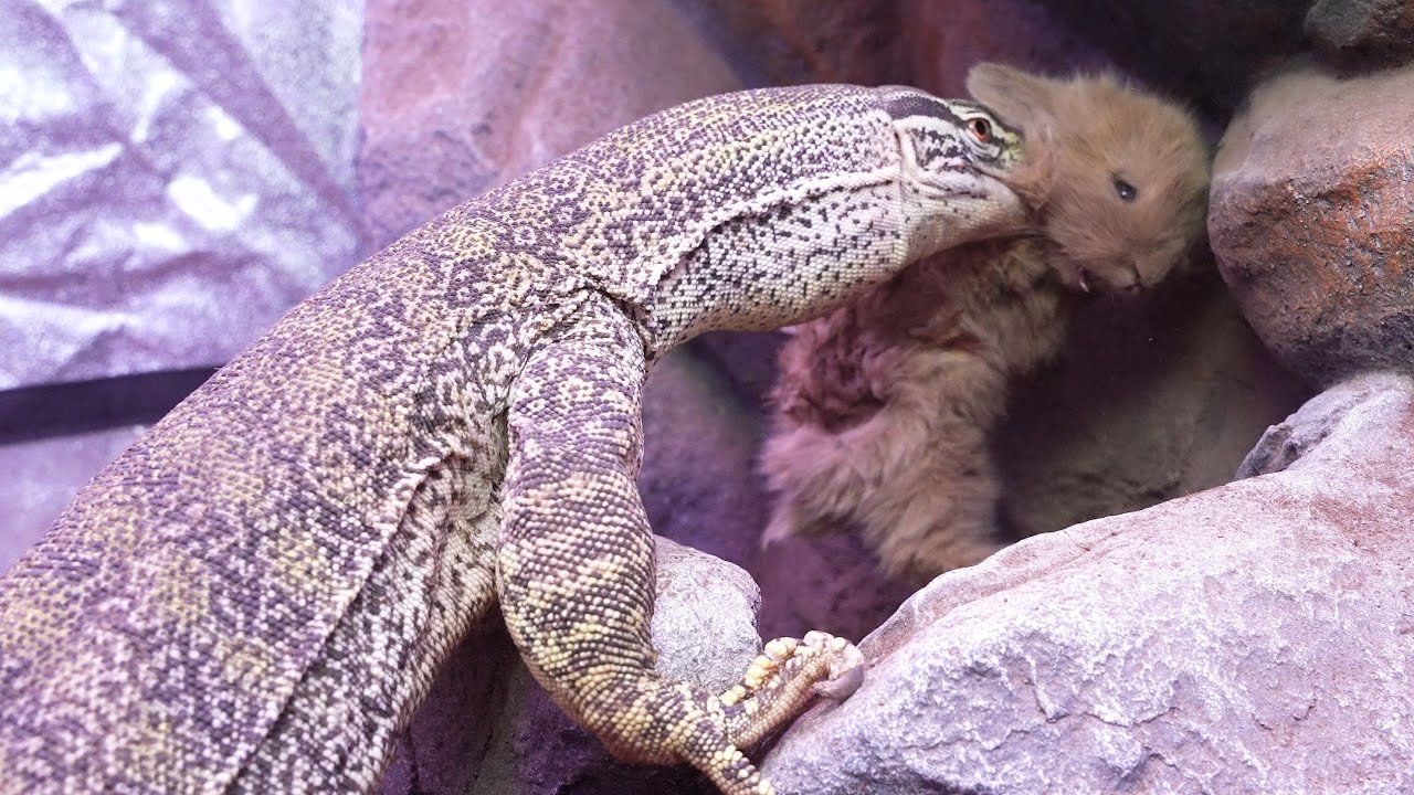 Sand Monitor eats a bunny rabbit - YouTube
