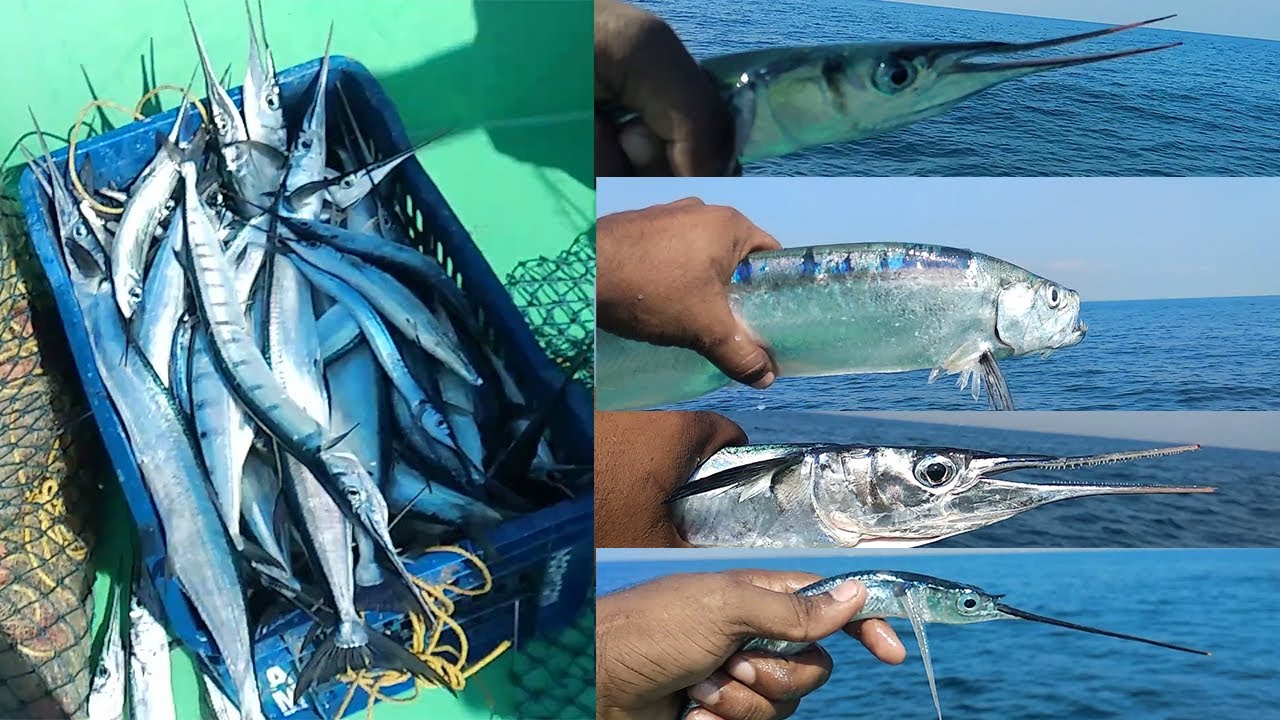 Amazing Drift Netting Method of fishing for Catching Sea Needle fish ...