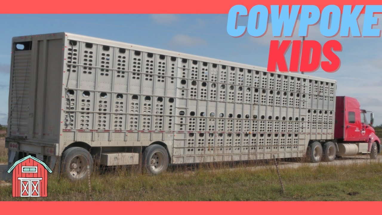 Cattle Semi! Have you ever seen inside of the trailer? Check out all ...