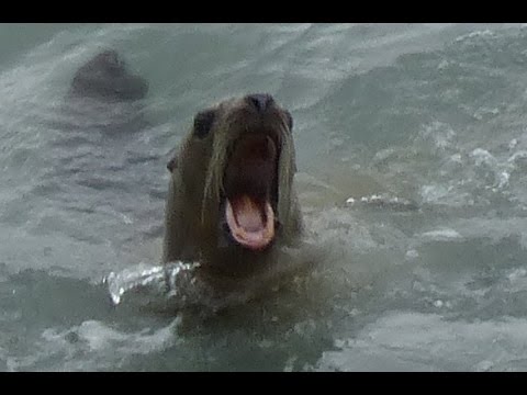Angry seal territorial roar - YouTube