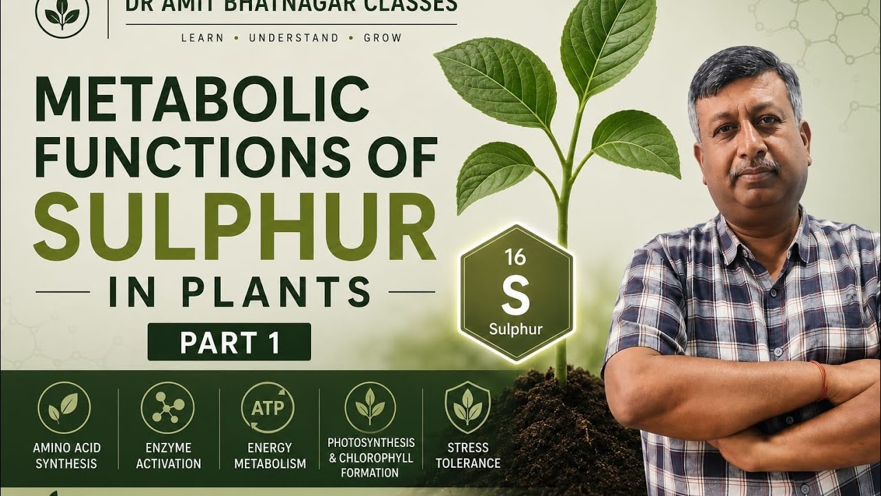 Metabolic functions of Sulphur in Plants Part 1 - YouTube