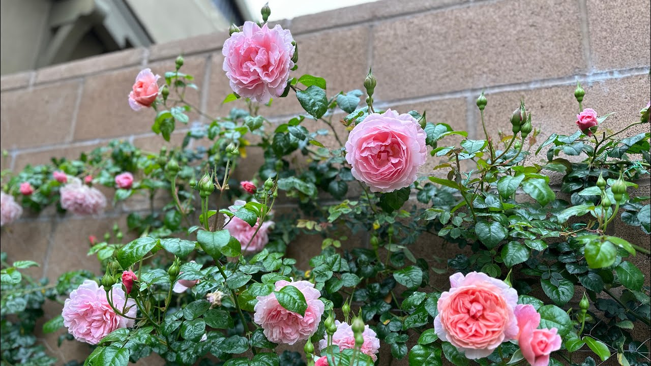 David Austin Rose, Strawberry Hill Rose, Climbing Rose, Pink Rose 草莓山 ...