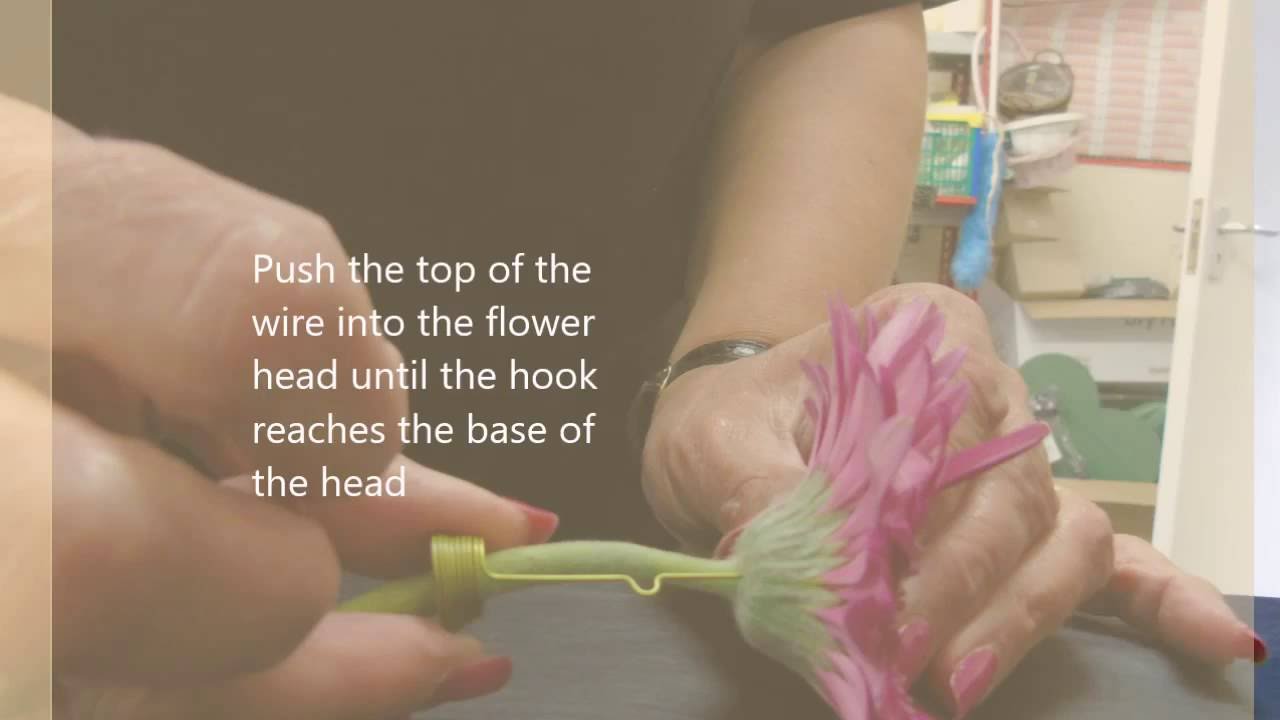 How to Wire your Gerbera with Stand up Wire | Triangle Nursery Ltd ...