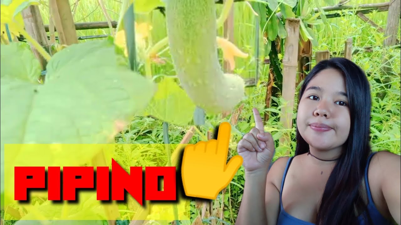 UPDATE SA AMING TANIM NA PIPINO/ nagbunga na Ang ating pipino - YouTube