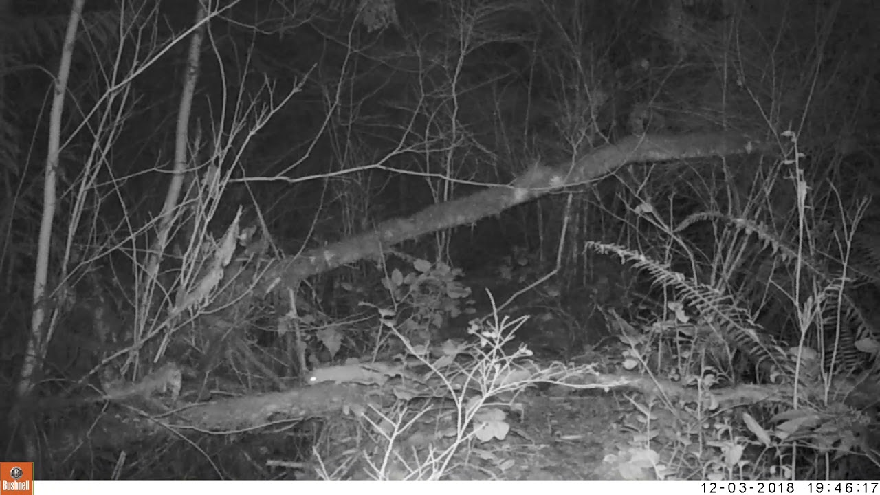 Weasel spotted at SHADOW - YouTube