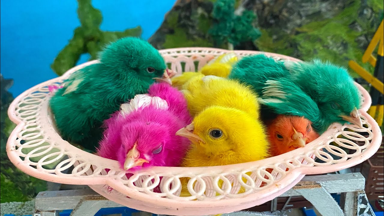 Menangkap Ayam Warna Warni, Ayam Lucu, Ayam Rainbow, Sapi, Singa, Gajah ...