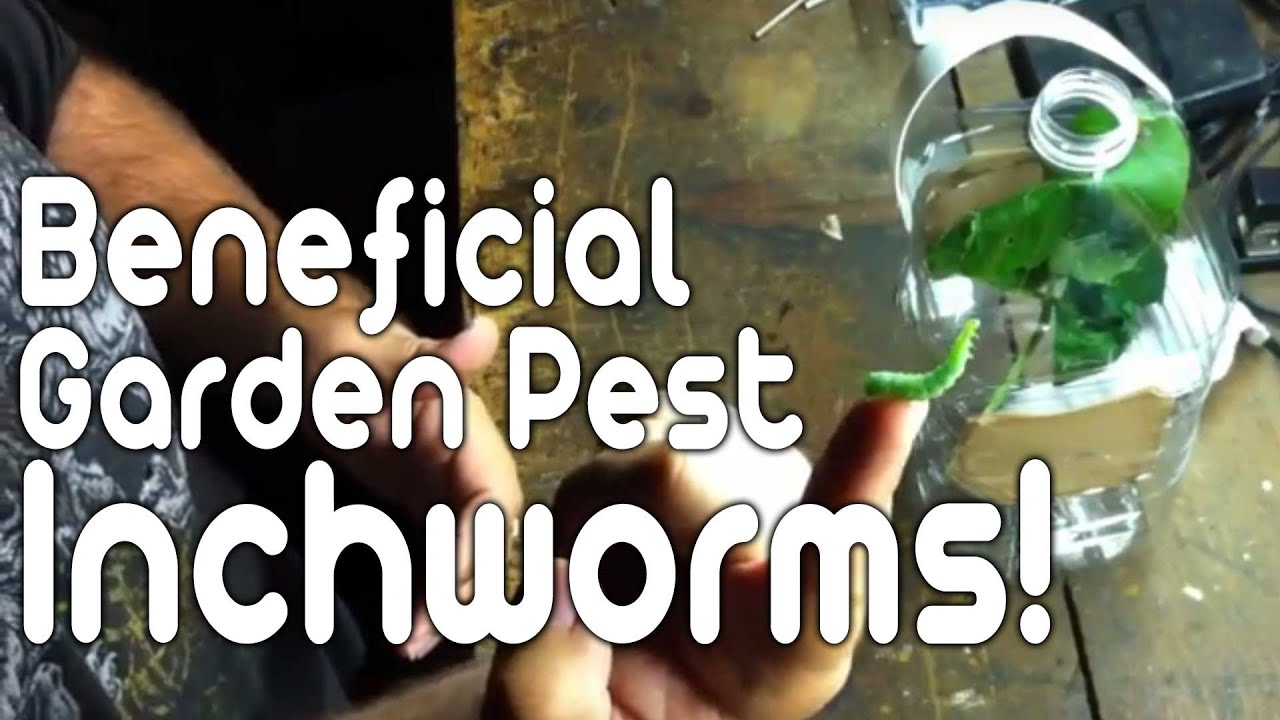 "Beneficial" Garden pest - Inchworms! - YouTube