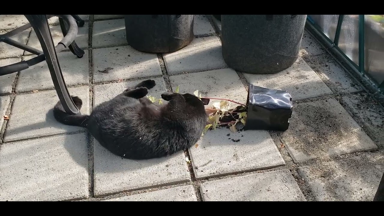 Cat breaks into greenhouse to attack Catnip plant - YouTube