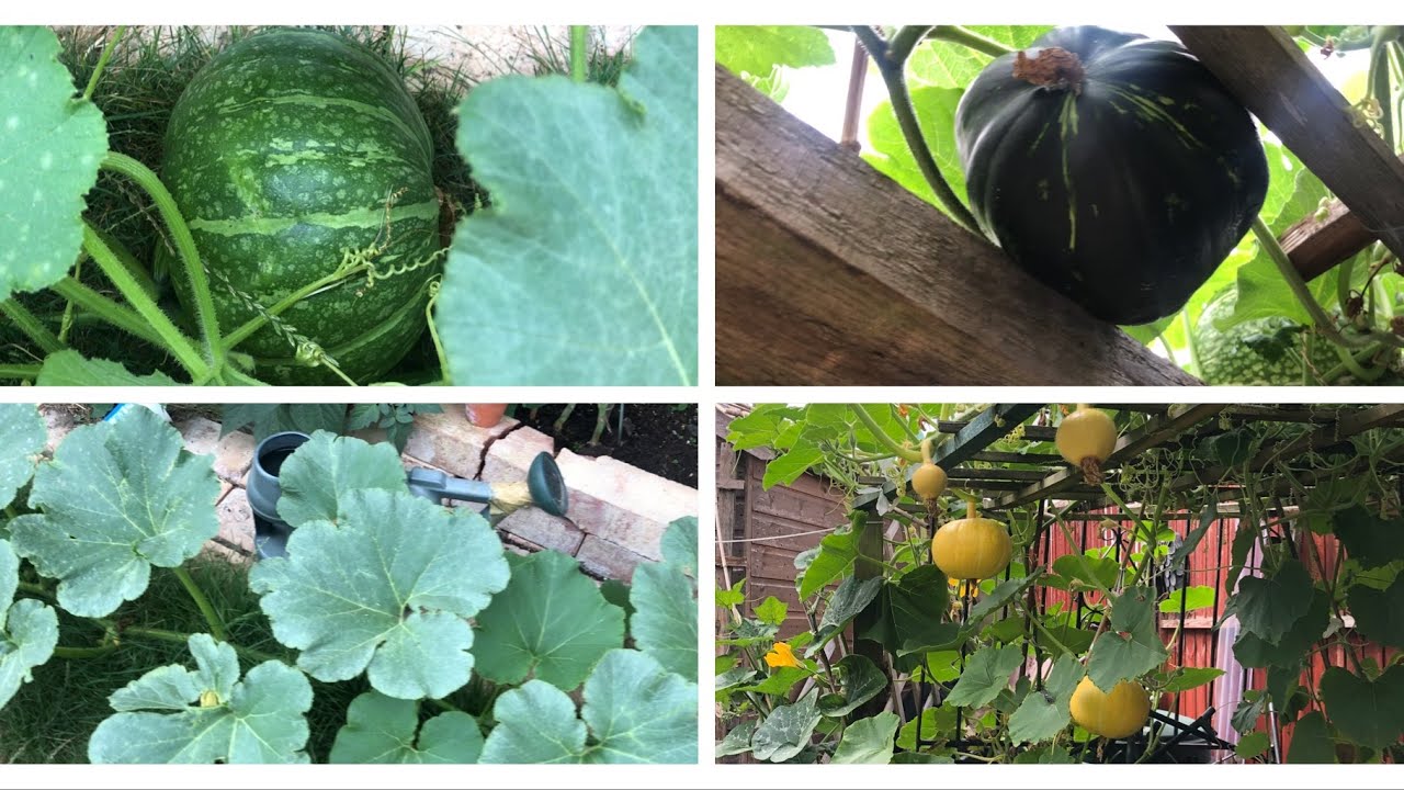 Sweet pumpkin August 2022 - YouTube