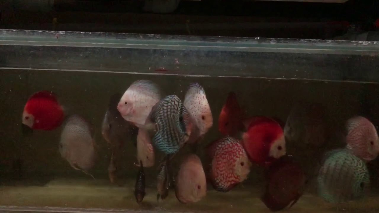 Discus Strains: Turquoise Blue, Snake Turquoise, Rose Red, Red Melon ...